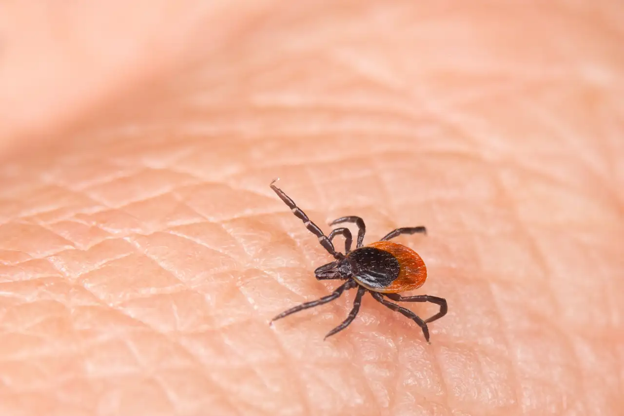 Descubren un nuevo virus patógeno para los humanos transmitido por ...