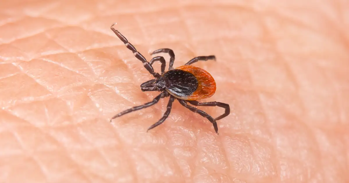 Descubren un nuevo virus patógeno para los humanos transmitido por ...