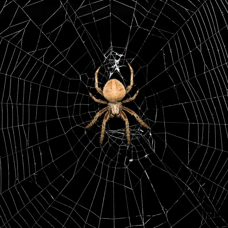 Arañas: muerte súbita tras la cópula