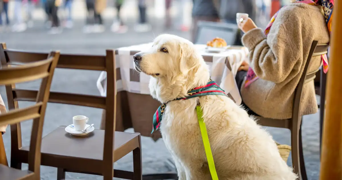 Si ves a un perro con un lazo de colores, no hagas esto