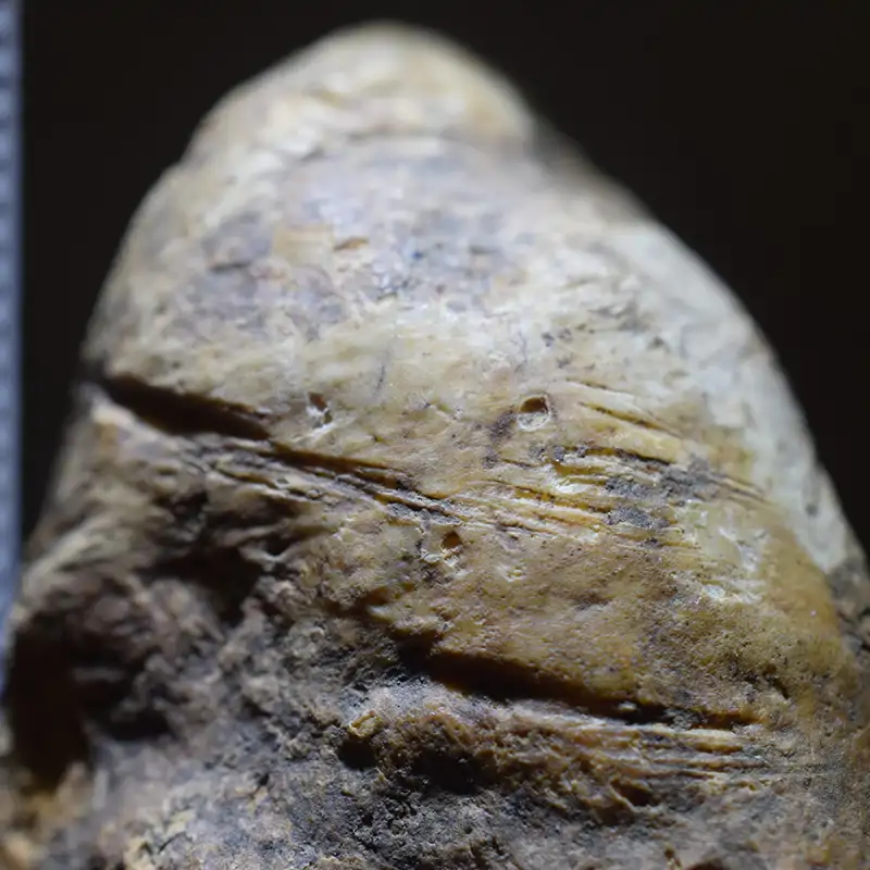 El curio, la misteriosa unidad que rinde homenaje a Marie Curie