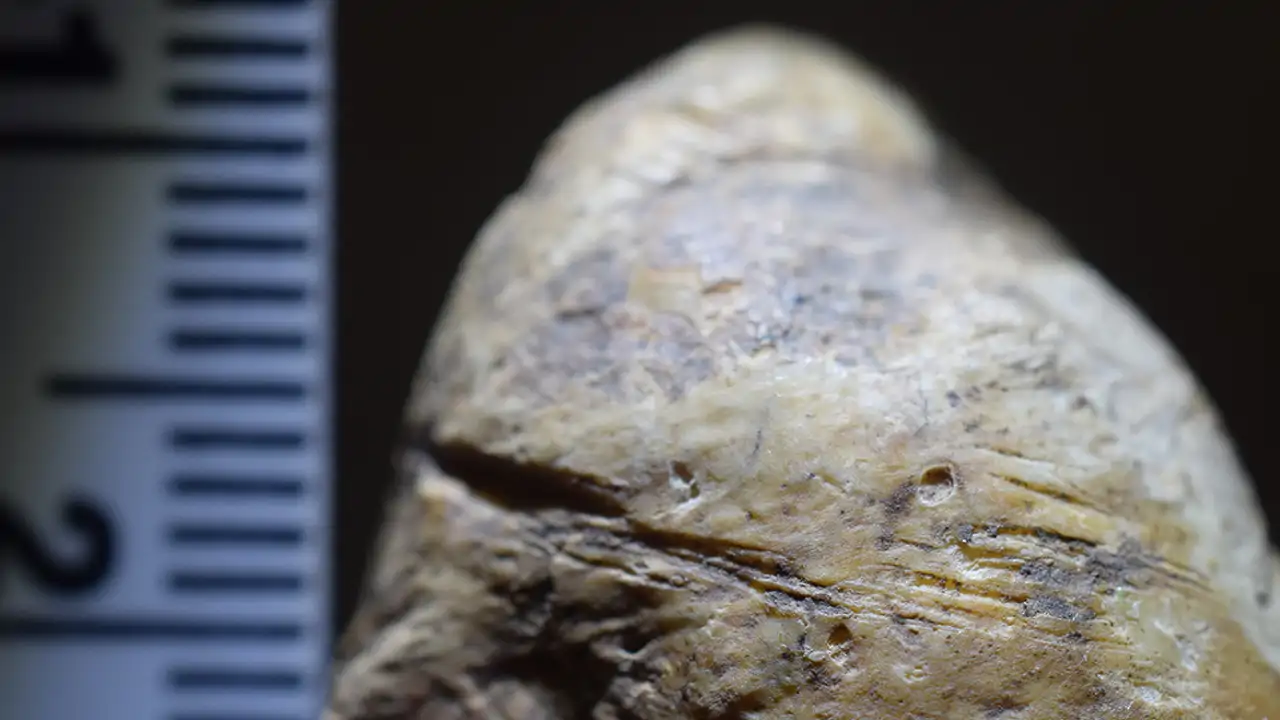 Científicos afirman haber descubierto una nueva especie de ancestro ...