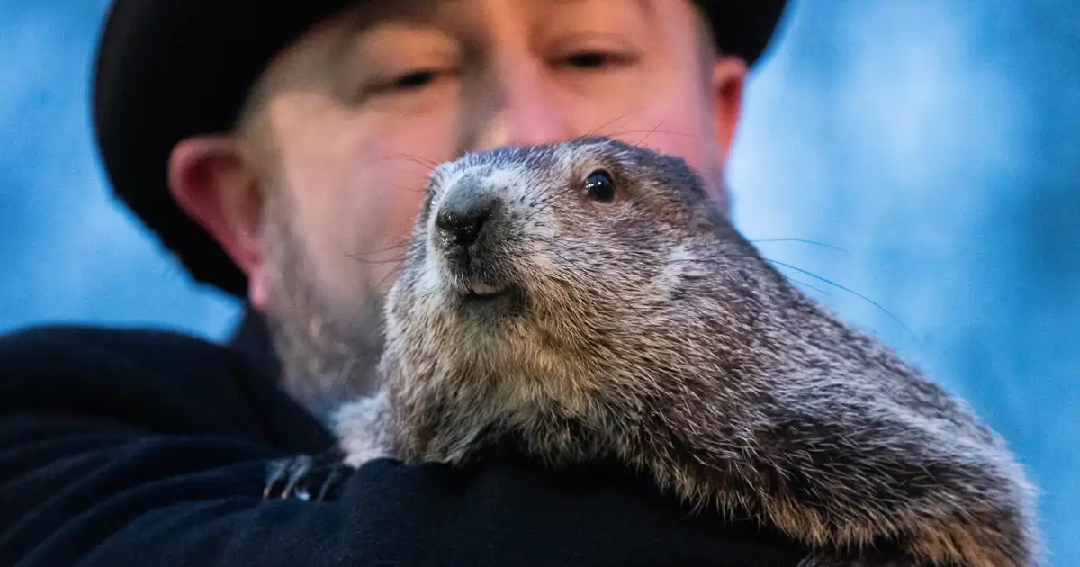 Día de la Marmota 2025, ¿cuándo y por qué se celebra?