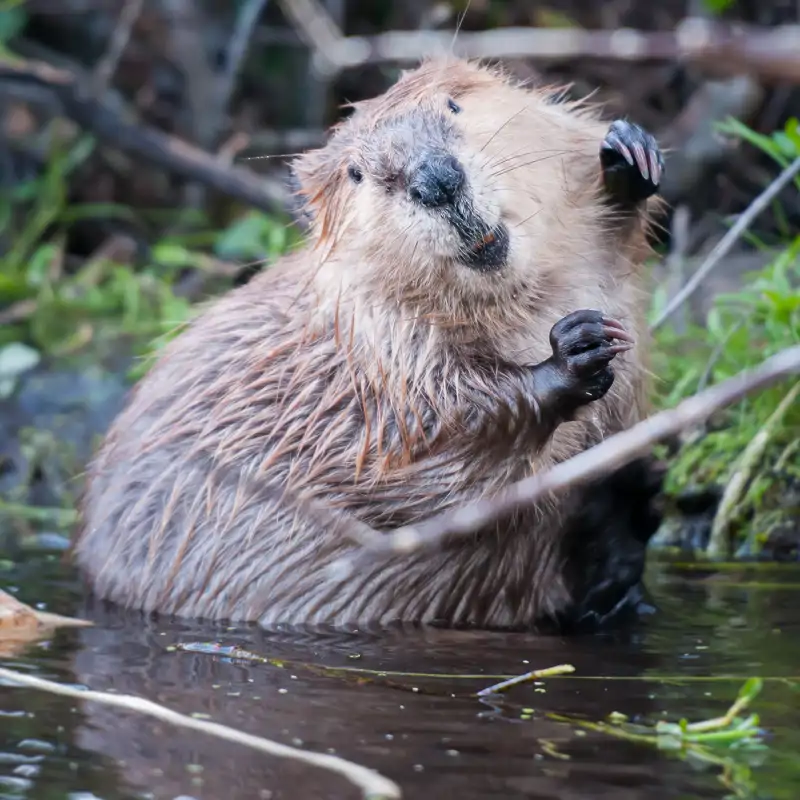 Día de la Marmota 2025: todo sobre las marmotas, más allá de Phil