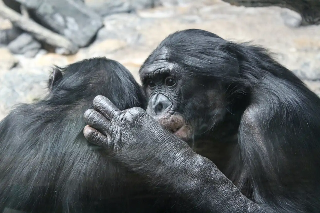 Los bonobos pueden reconocer la ignorancia de otros (como los humanos)