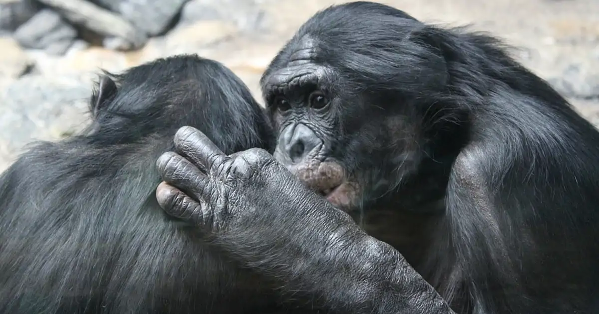 Los bonobos pueden reconocer la ignorancia de otros (como los humanos)