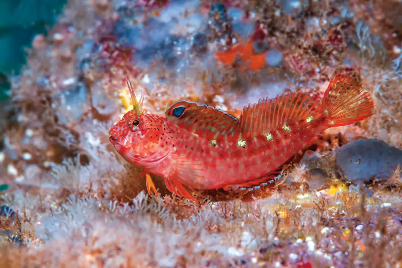 El misterio de los anillos del Mediterráneo