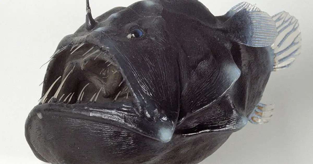 Diablos negros, vampiros y dragones: los misteriosos animales de las ...