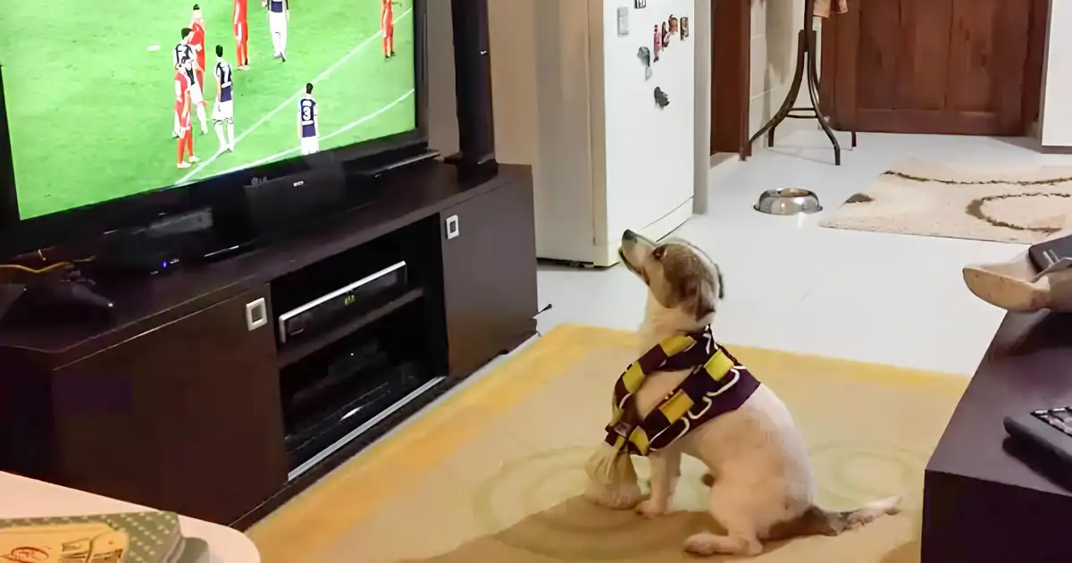 ¿A los perros les gusta ver la televisión? Esto dicen los estudios ...