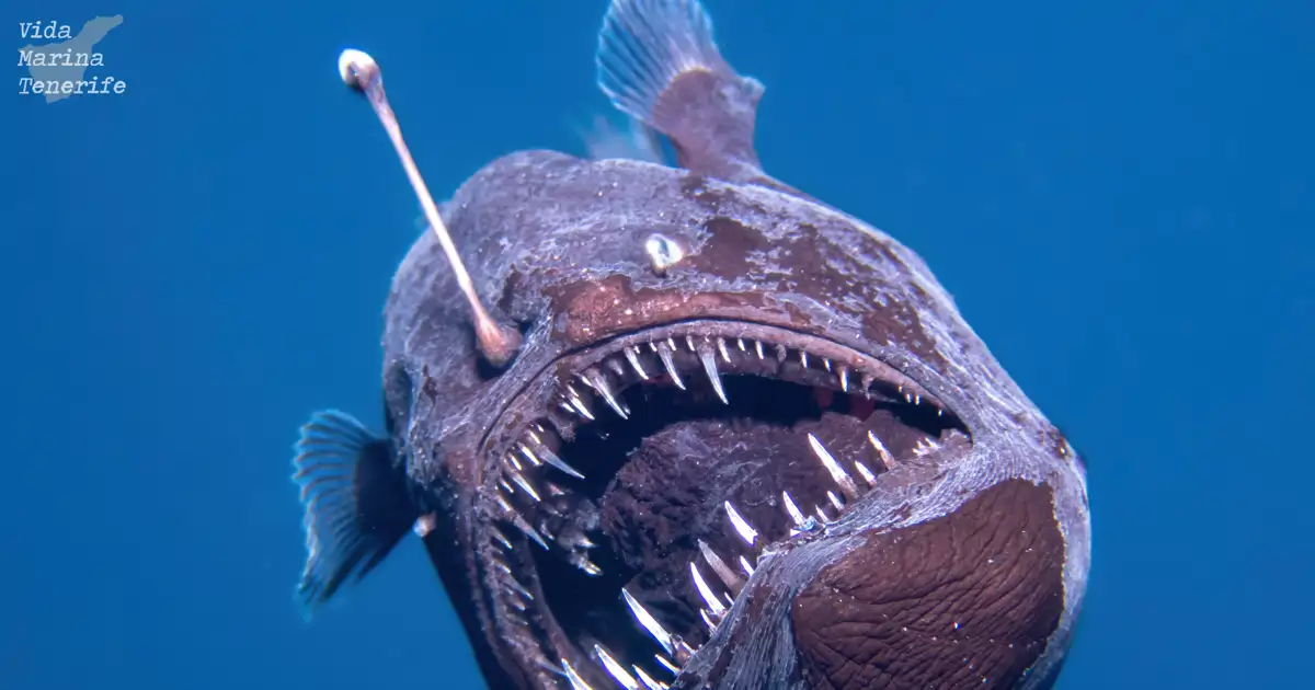 "Fue impactante": los descubridores del diablo negro explican la ...