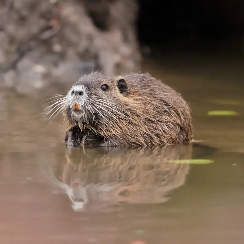 Roedores - Qué tipos de roedores hay y dónde se encuentran