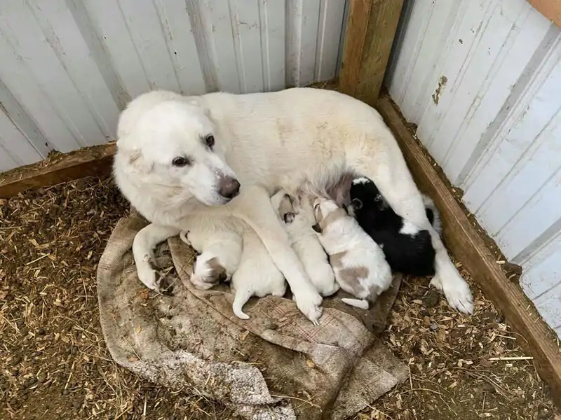 El animal que todos conocemos y no sabías que es tan inteligente como ...