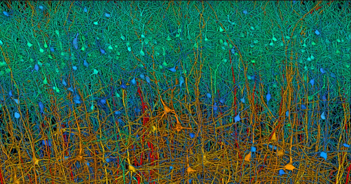 El mapa más detallado del cerebro humano: así se forma nuestra mente