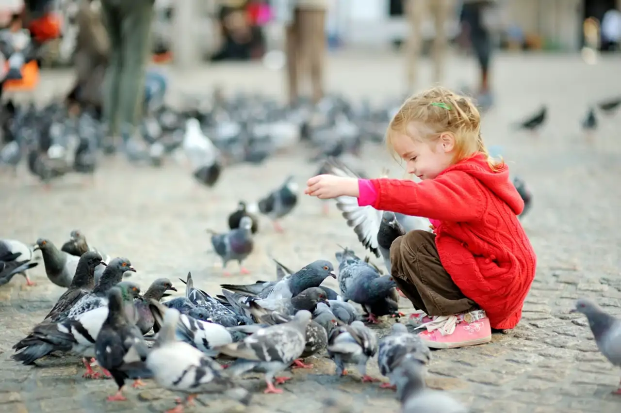 Parásitos entre la fauna urbana, ¿son peligrosos?