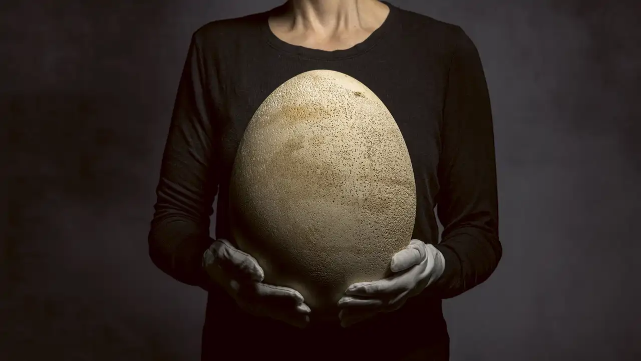 La verdad sobre los huevos más grandes del mundo