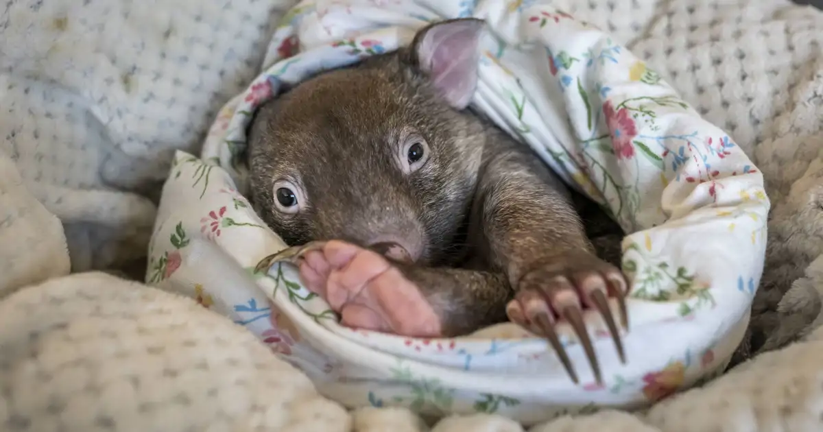 Bebé Wombat Y Canguro