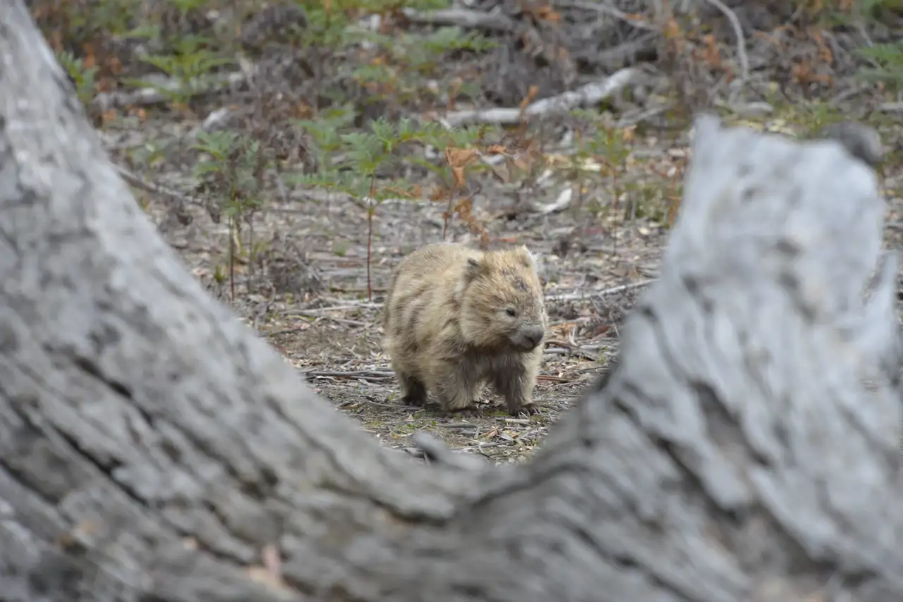 Wombat, el pariente menos famoso de canguros y koalas con excrementos ...