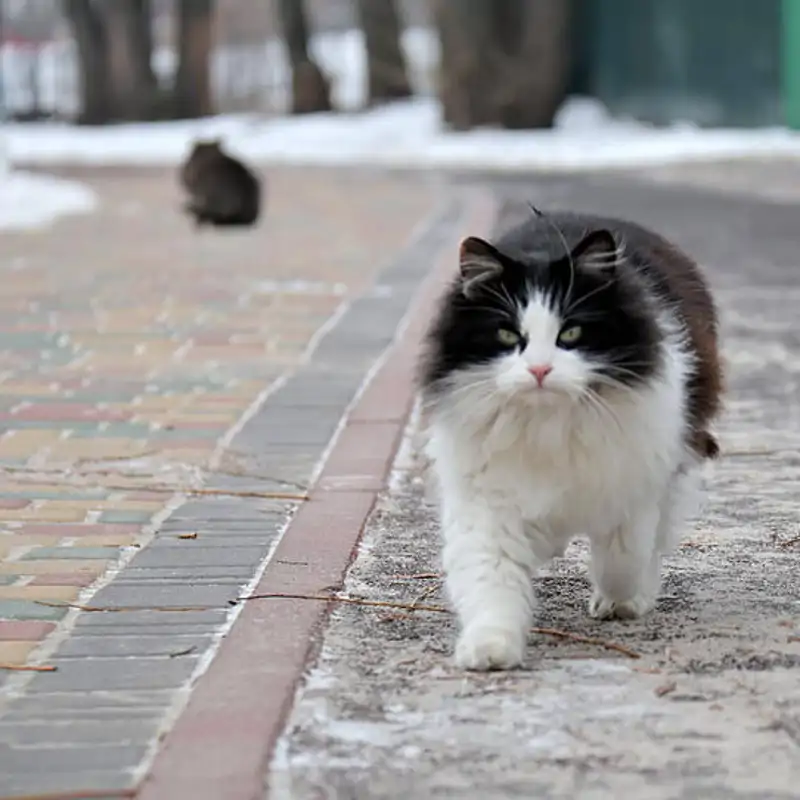 Dos nuevos pandas ya pasean por el Zoo de Madrid