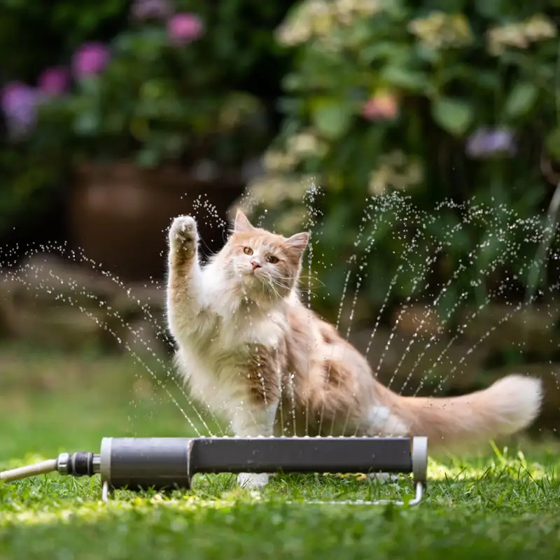 ¿Cuánto sabes sobre gatos?