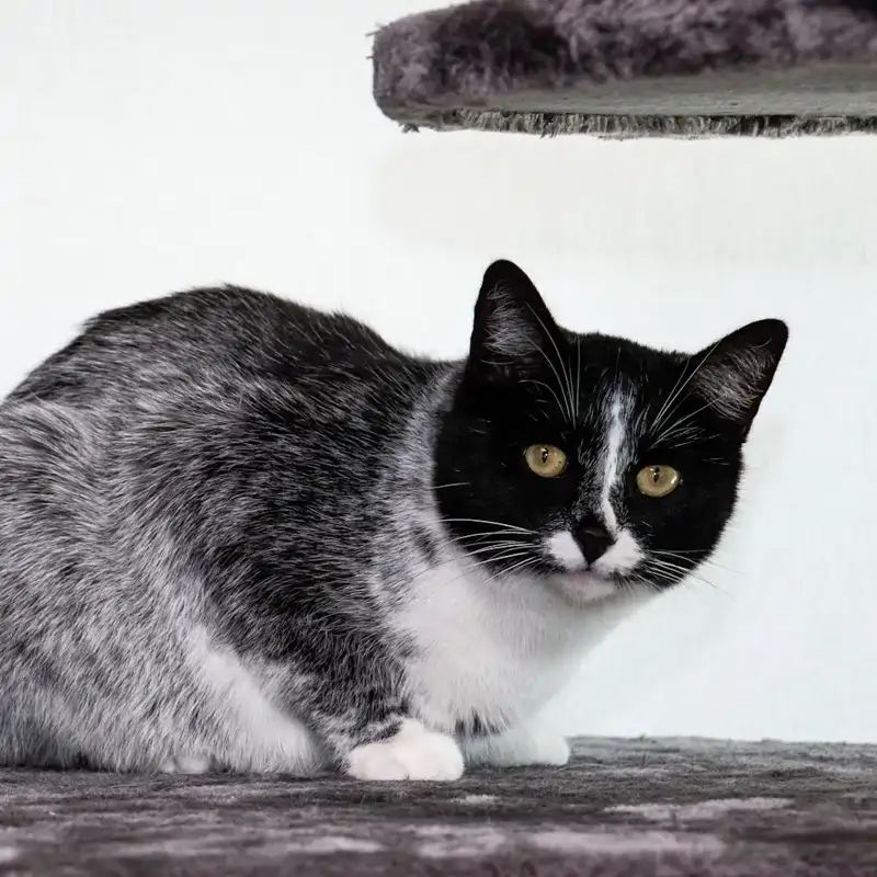 Ley de Bienestar Animal: ¿Qué mascotas están prohibidas?