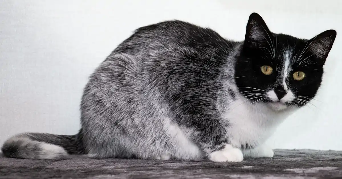 ¿Qué es un gato salmiak? El misterio genético detrás de esta peculiar raza