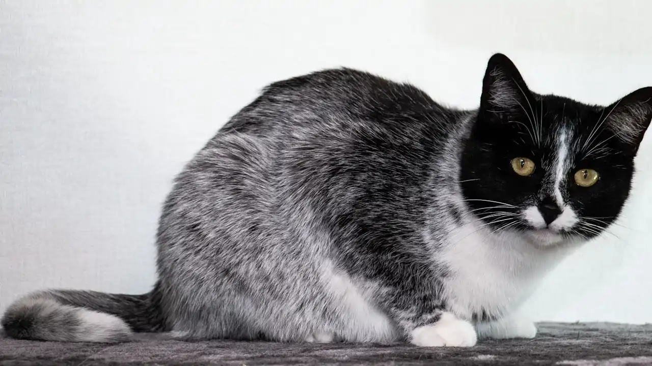 Reportajes y fotografías de Gato en National Geographic
