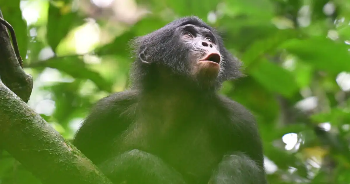 Descubren que el lenguaje de los bonobos comparte características con el de los seres humanos