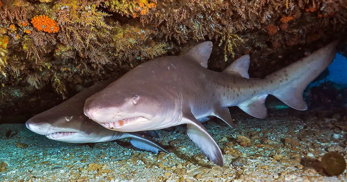 Canibalismo intrauterino: el tiburón toro se come a sus hermanos antes ...
