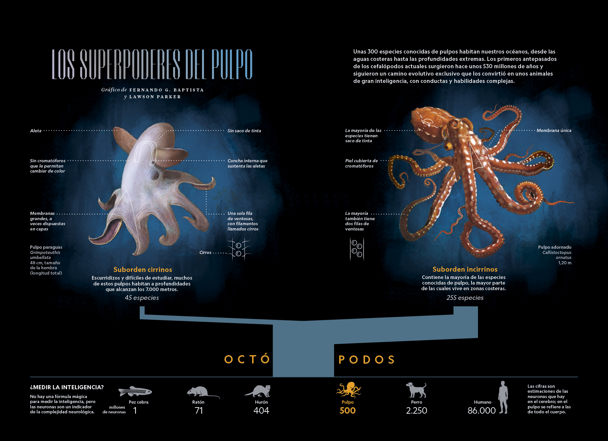 Astuto, escapista y maestro del disfraz: los secretos del pulpo