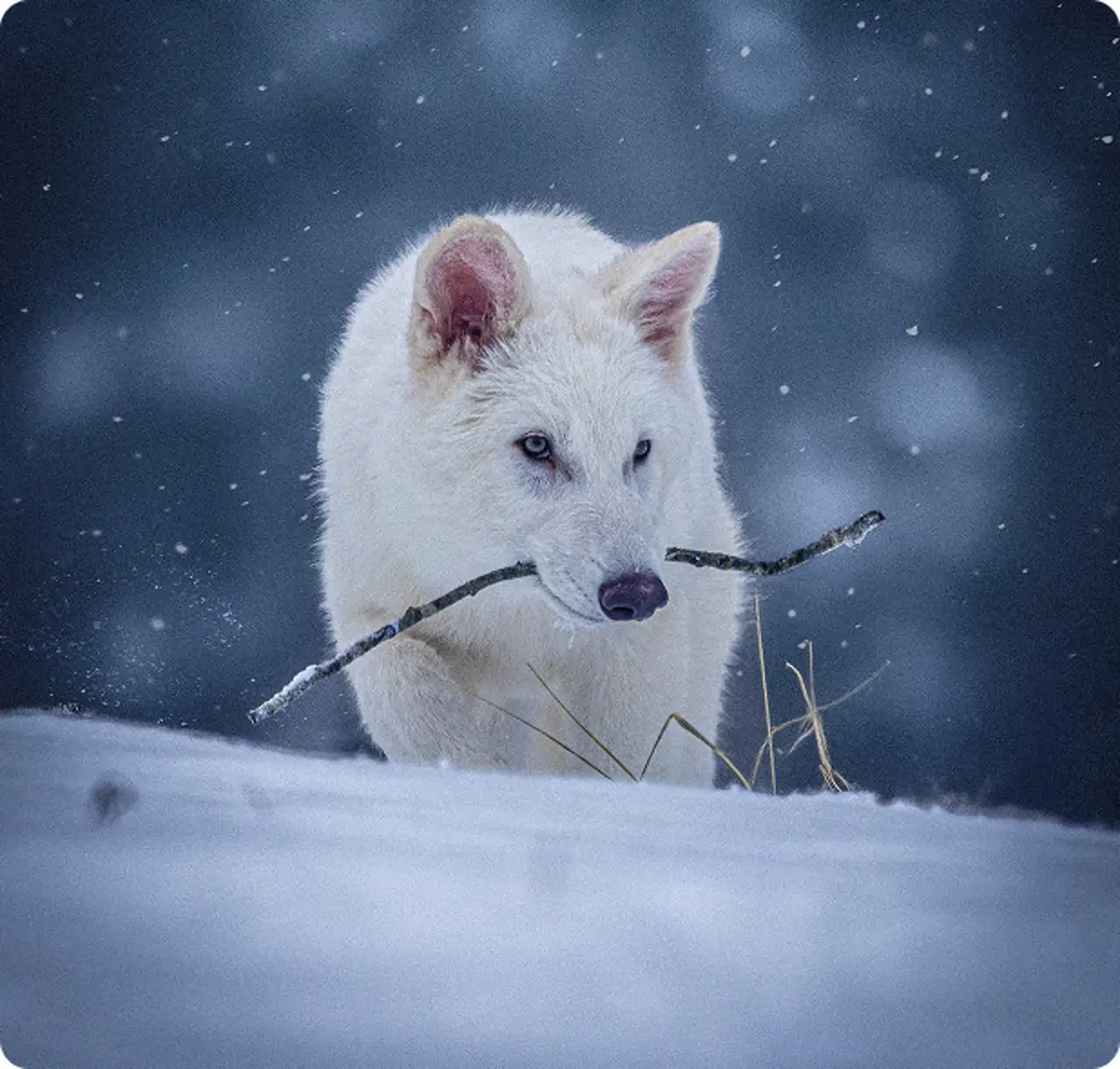 Miguel Pita, doctor en Genética: "En realidad, la desextinción, en ...