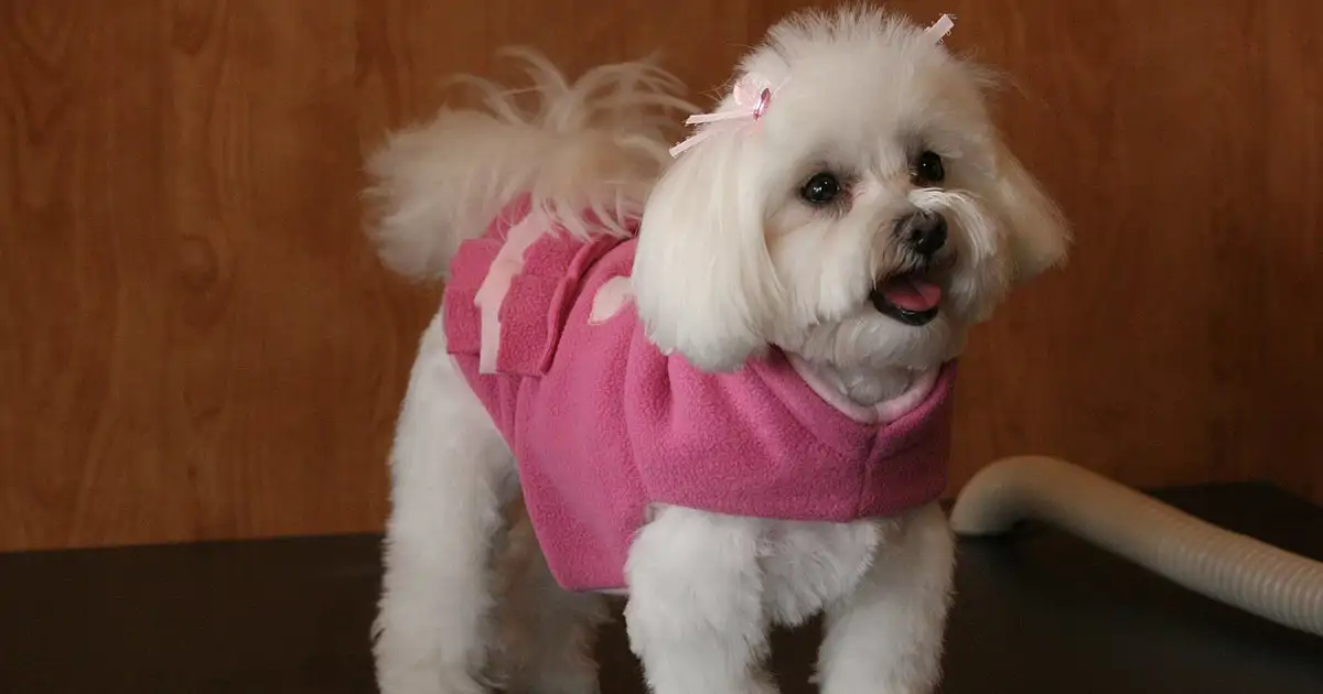 Esta es la raza de perro más afectuosa, según la Universidad de ...