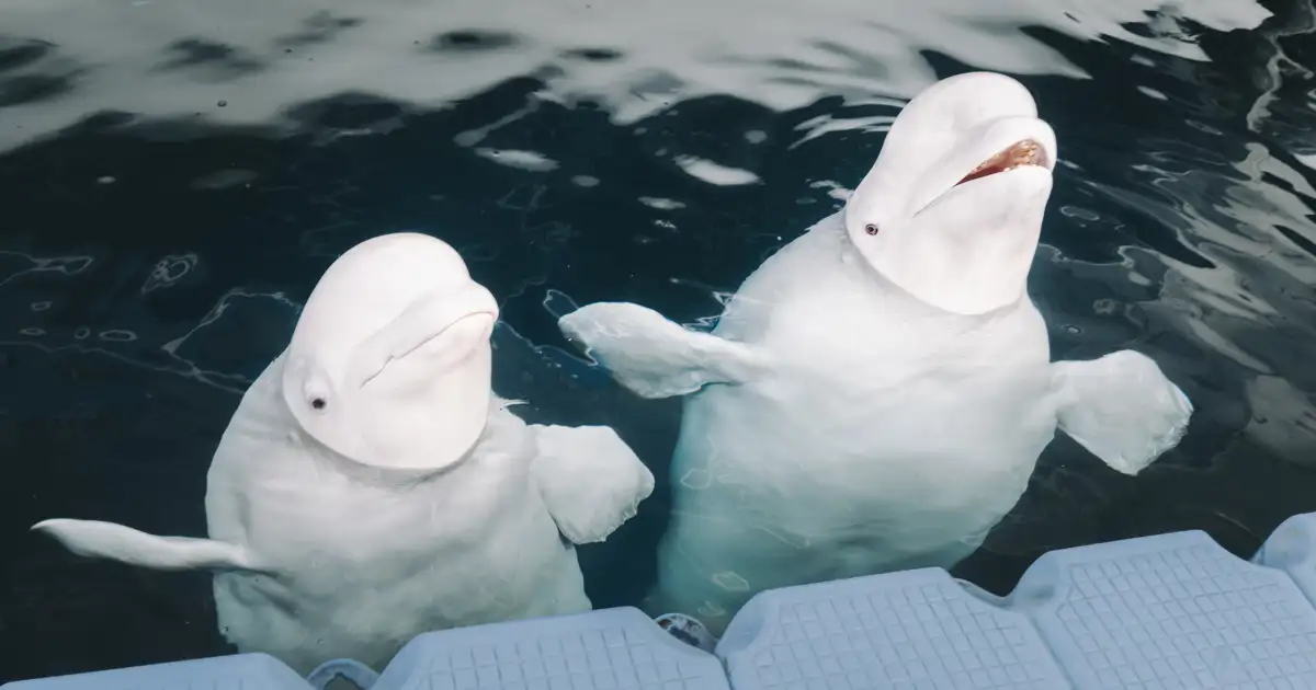 La comunicación de las belugas y otros mamíferos marinos tiene una ...