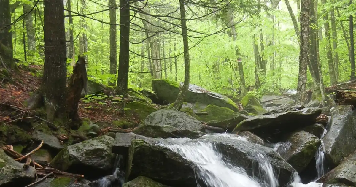 Este bosque lleva 60 años siendo utilizado como un laboratorio natural