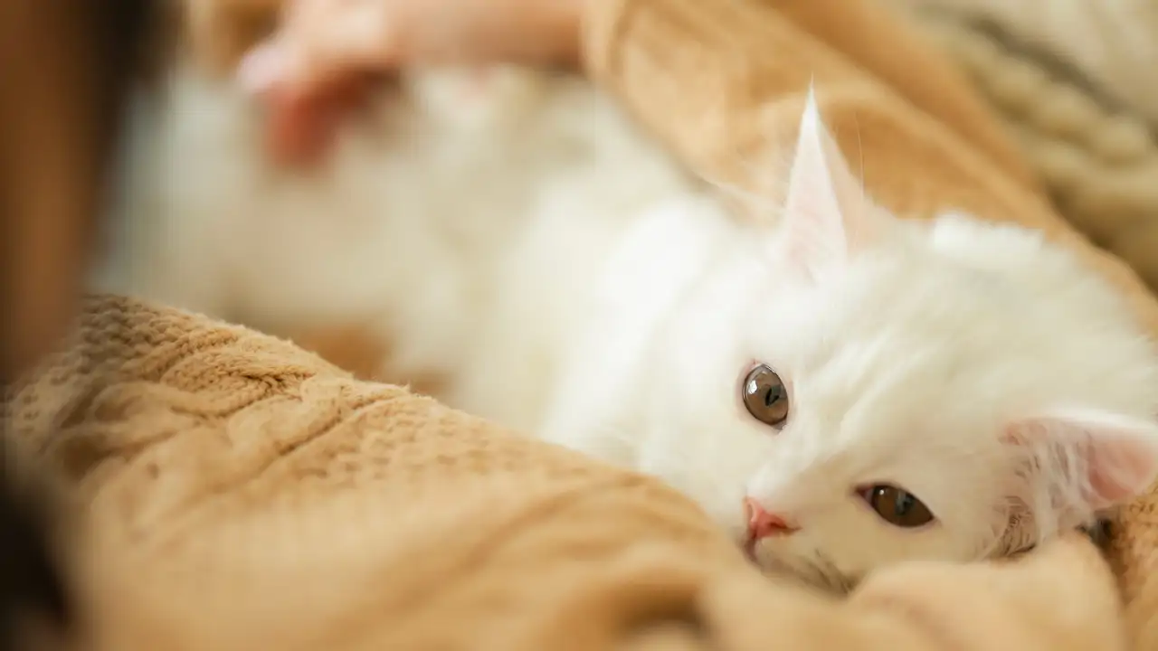 Reportajes y fotografías de Gato en National Geographic