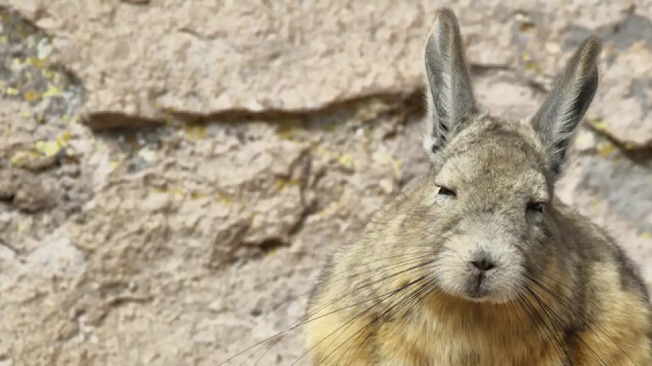 Día de la Marmota 2025: todo sobre las marmotas, más allá de Phil