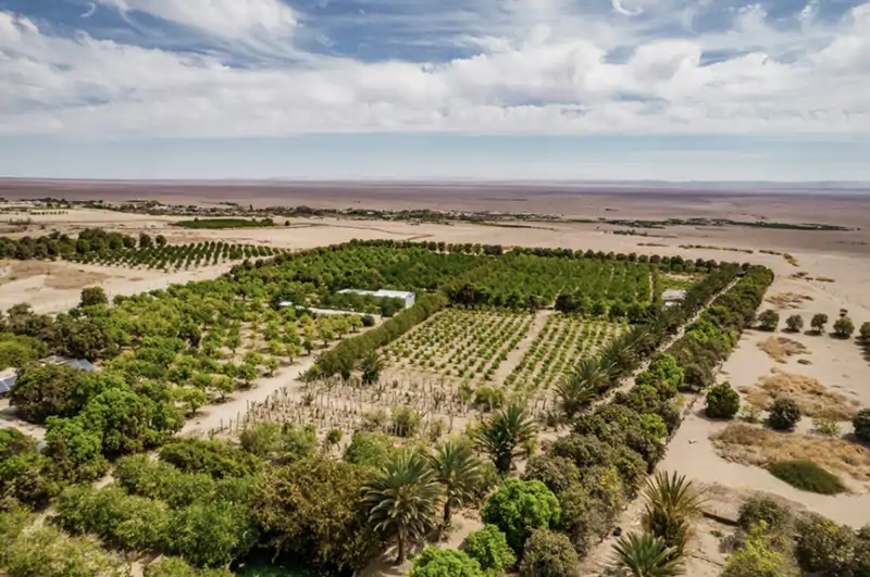 La lista de los oasis más antiguos del planeta