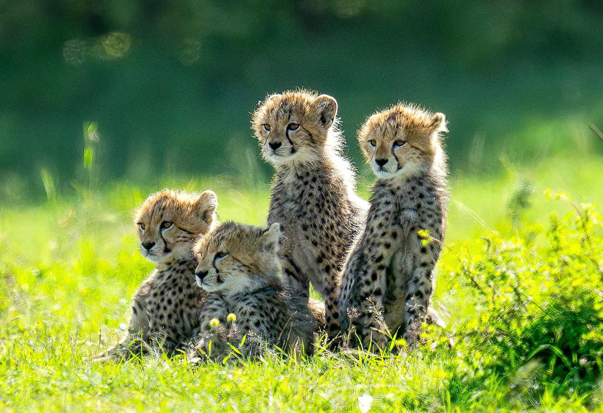 El lado más tierno de la naturaleza: 12 fotos de animales que te harán ...