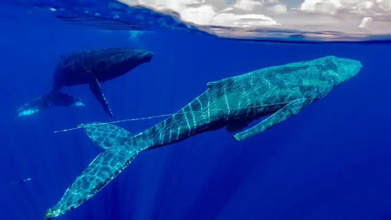 Ballenas - Curiosidades de las ballenas y cuáles son las más grandes ...