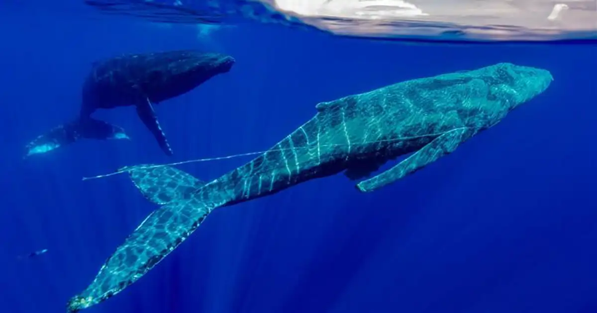 Estas ballenas quedaron atrapadas en las redes de pesca, pero sus ...