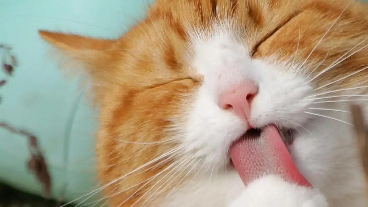 ¿Por qué los gatos (casi) siempre caen de pie?