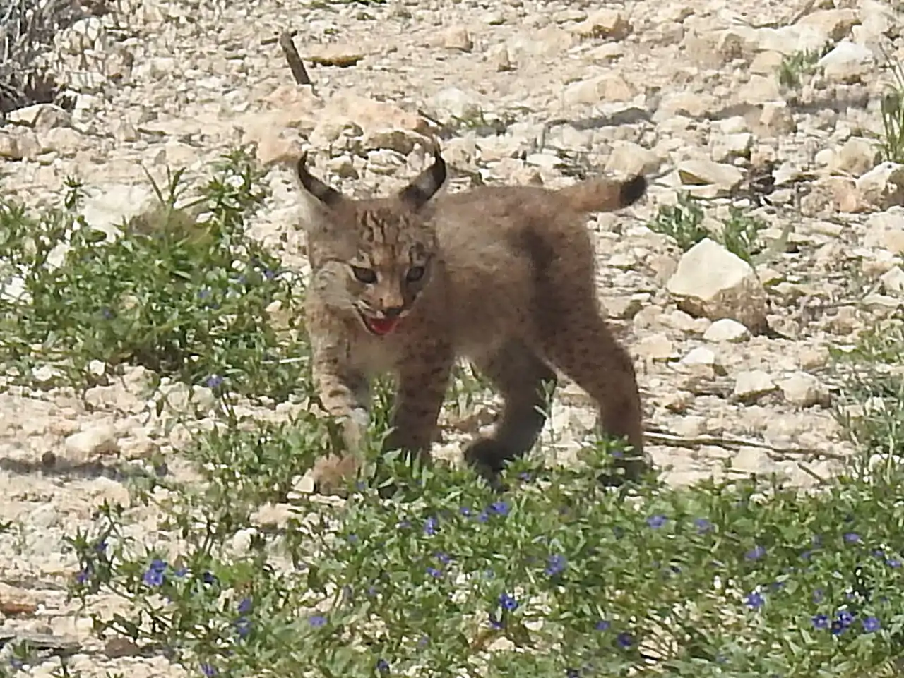 Nacen los primeros linces ibéricos en libertad en Murcia, una esperanza ...