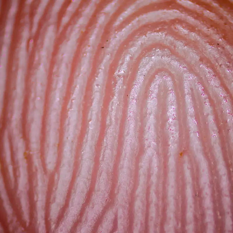 No, los dedos no se arrugan en el agua porque la piel la absorba: la respuesta está en la evolución