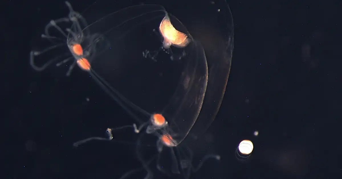 Esta medusa de 28 ojos podría ayudar a reescribir la historia evolutiva ...