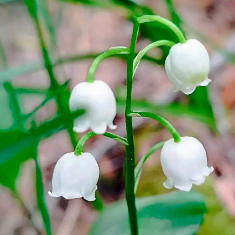 Taxidermia, el arte de disecar animales. ¿Arte o barbarie?