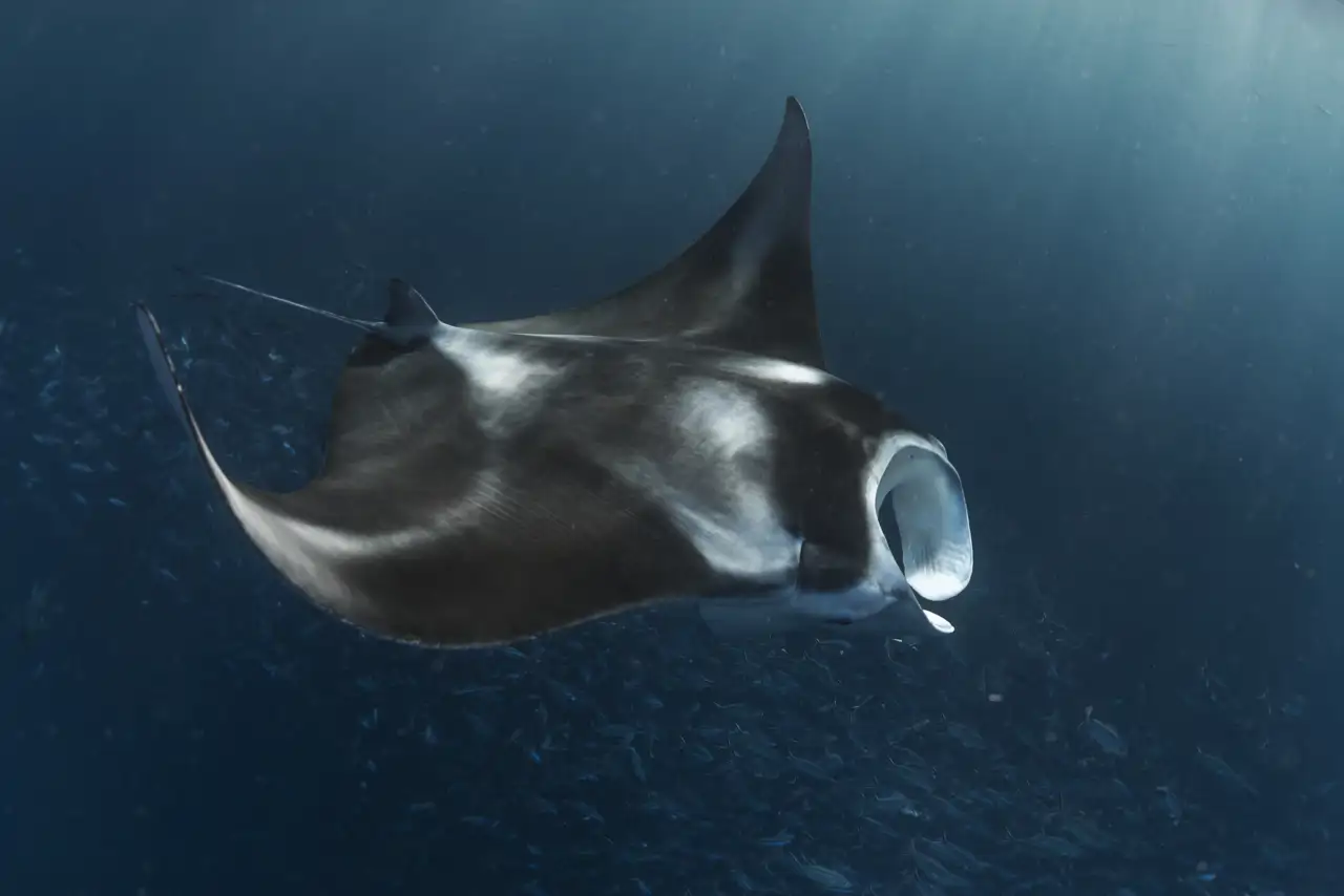 Preocupación por la presencia de mantarrayas en las playas de Mallorca ...