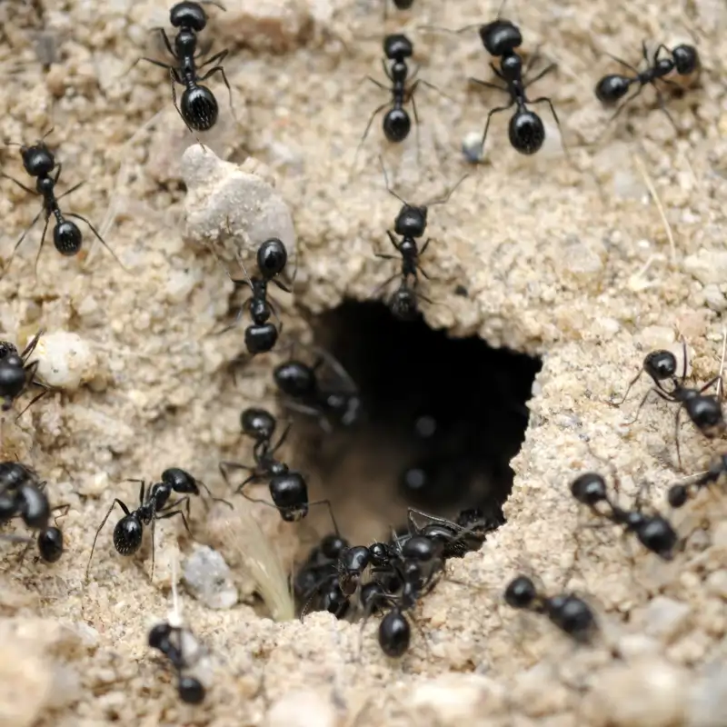 Personajes De La Granja De Hormigas Con Nombres Reales