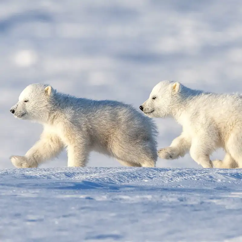 Las mejores imágenes del Sony World Photography Awards 2024