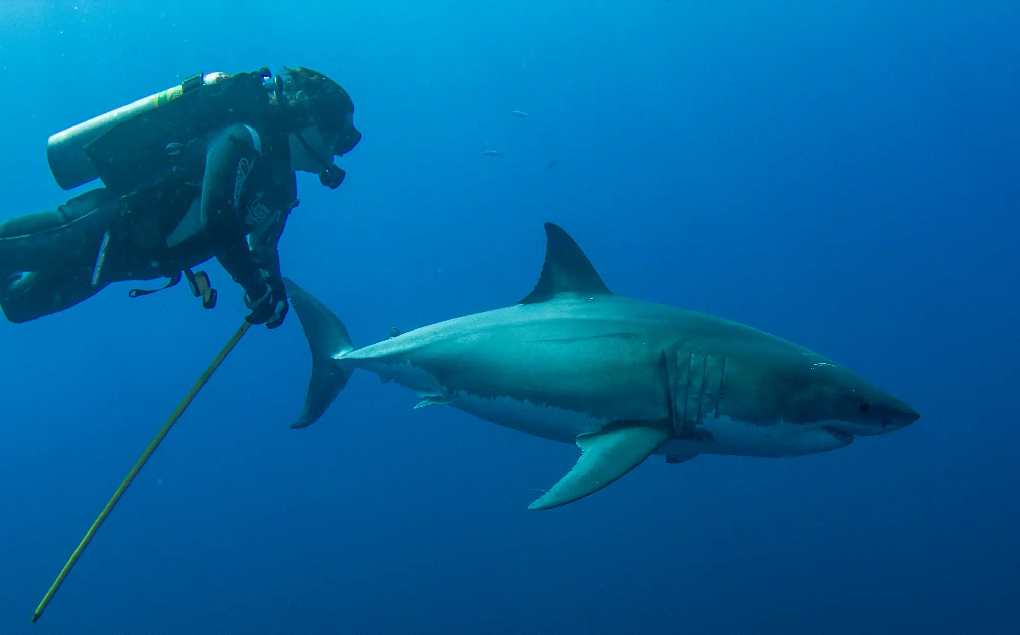 Las 7 fotos de la semana en National Geographic: desde unos tiernos ...