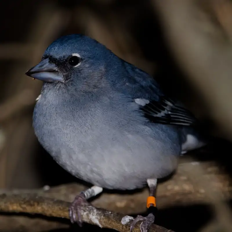 Cómo se clasifican los animales según su raza