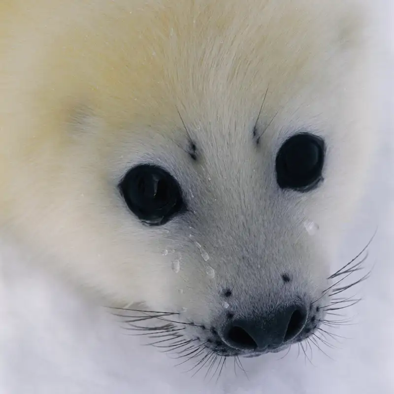 ¿Por qué se extinguió ‘G. blacki’, el mayor simio de todos los tiempos?